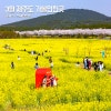 3월 제주도 가볼만한곳 유채꽃프라자 제주 유채꽃 명소 네이버 블로그